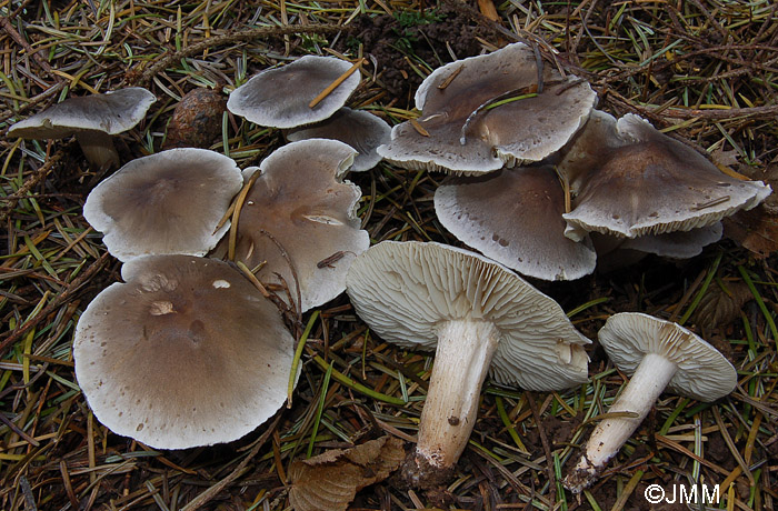 Tricholoma saponaceum Tricholoma saponaceum